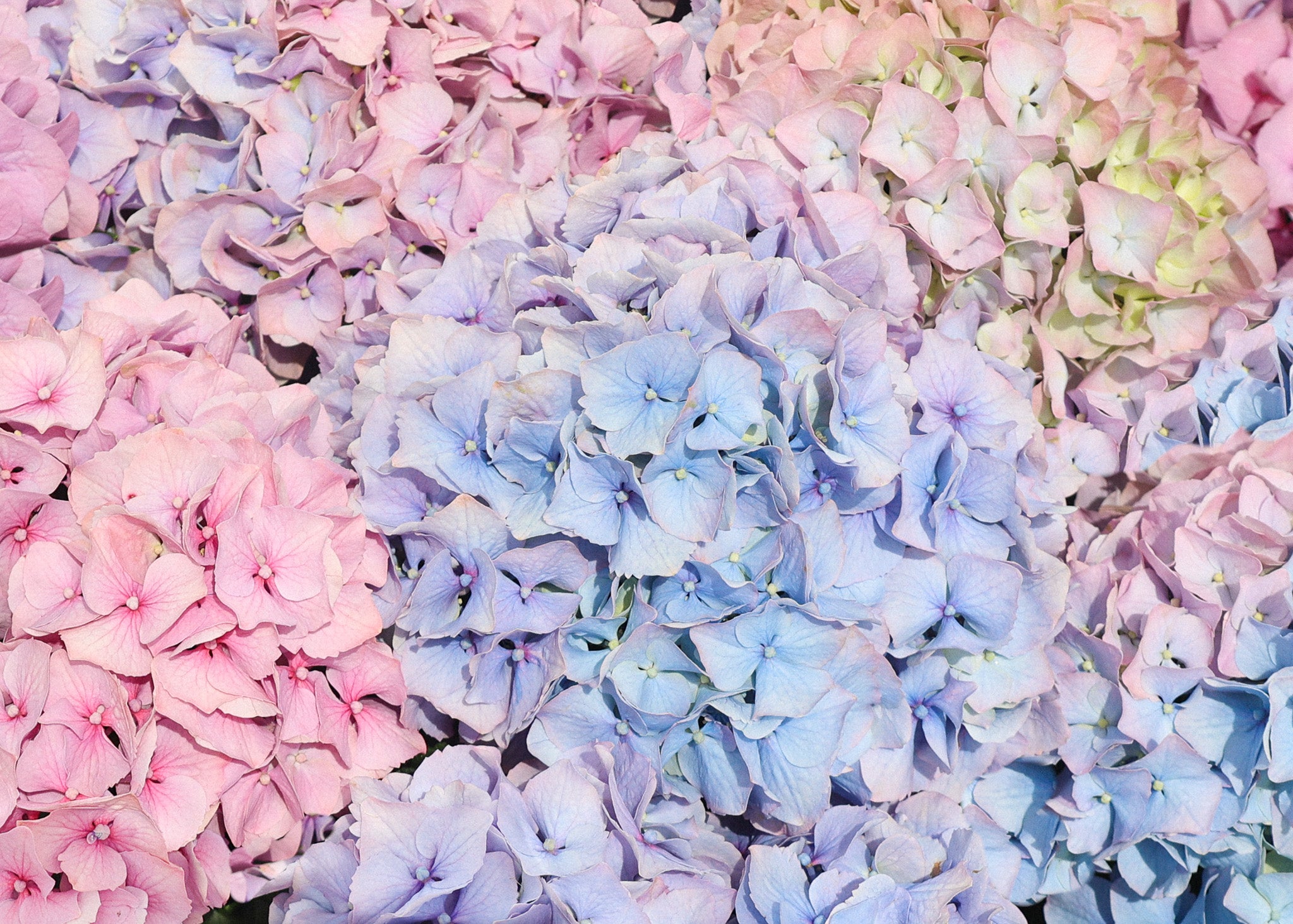 Hydrangeas 2024 – Poppie Pack