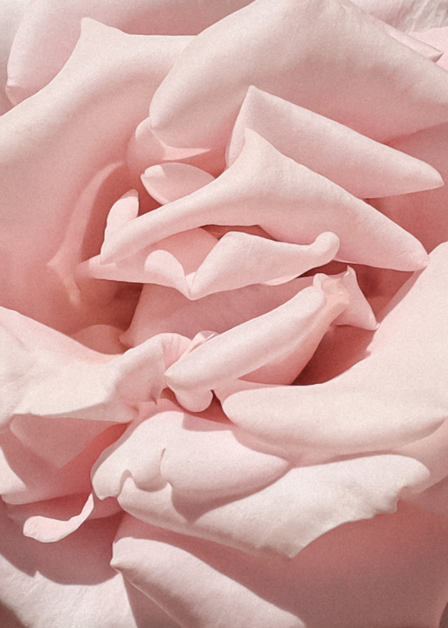 Beverly Rose - Beverly Hills, California | Fine Art Photographic Prints ...