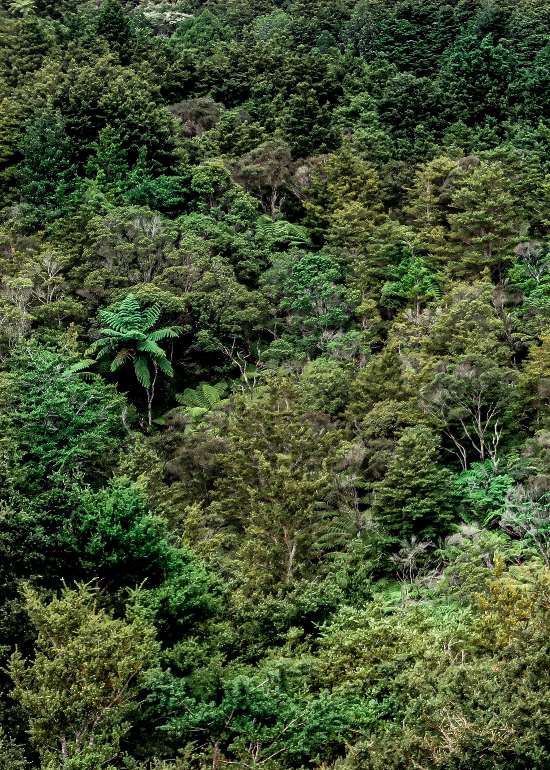 New Zealand Green - New Zealand | Fine Art Photographic Prints By ...