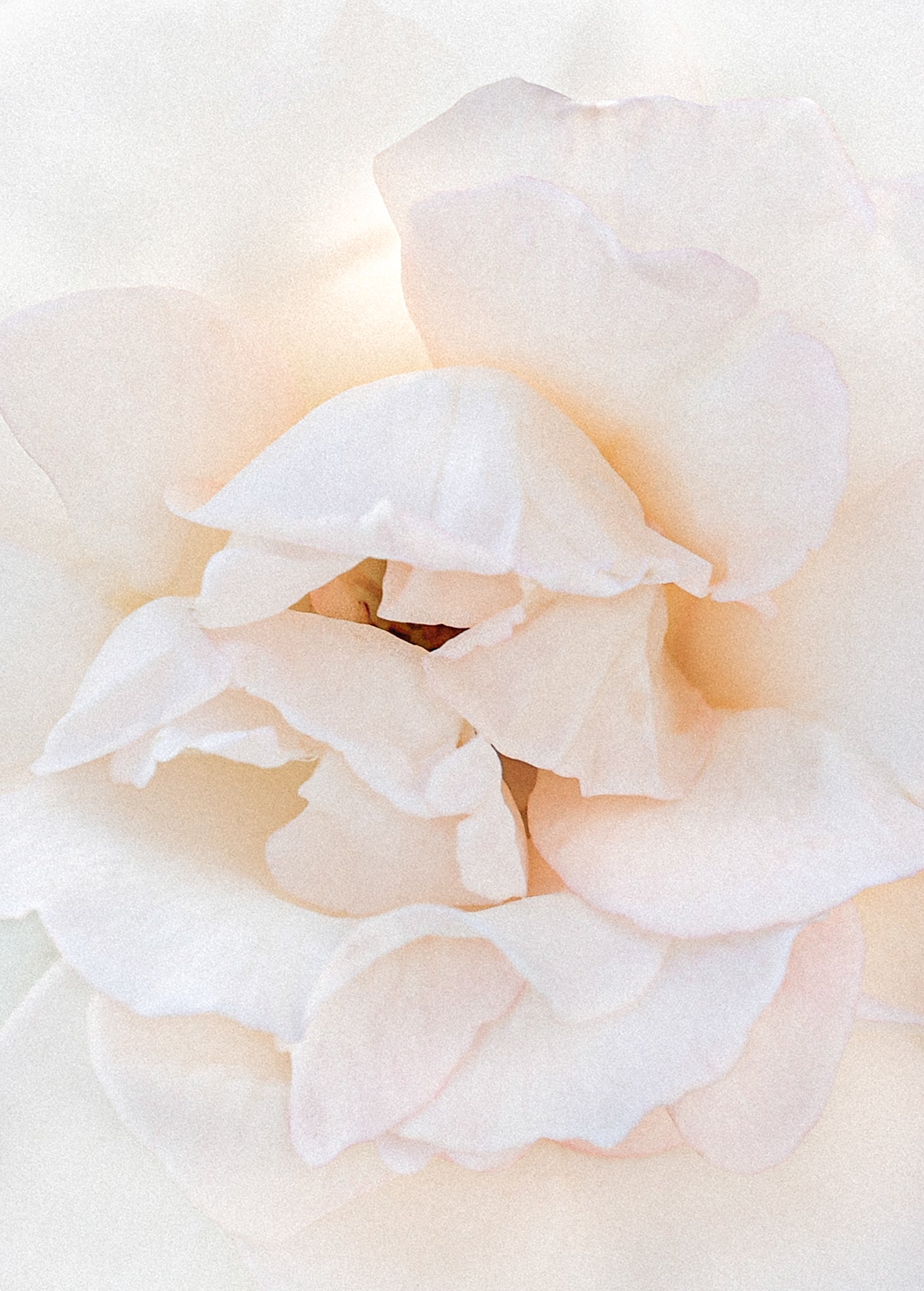 Parnell Rose - New Zealand | Fine Art Photographic Prints By Poppie Pack