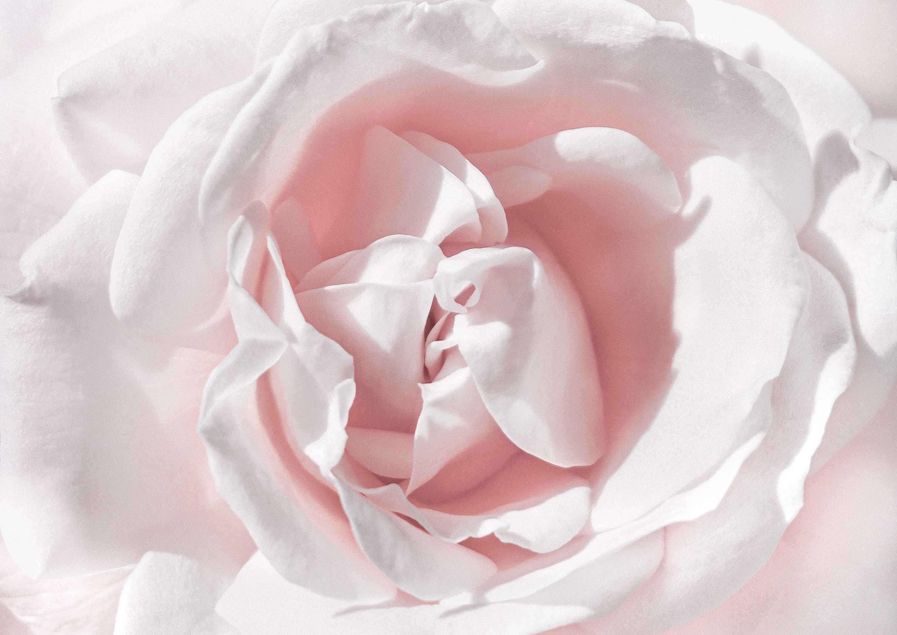 Pink Powder - New Zealand | Fine Art Photographic Prints By Poppie Pack