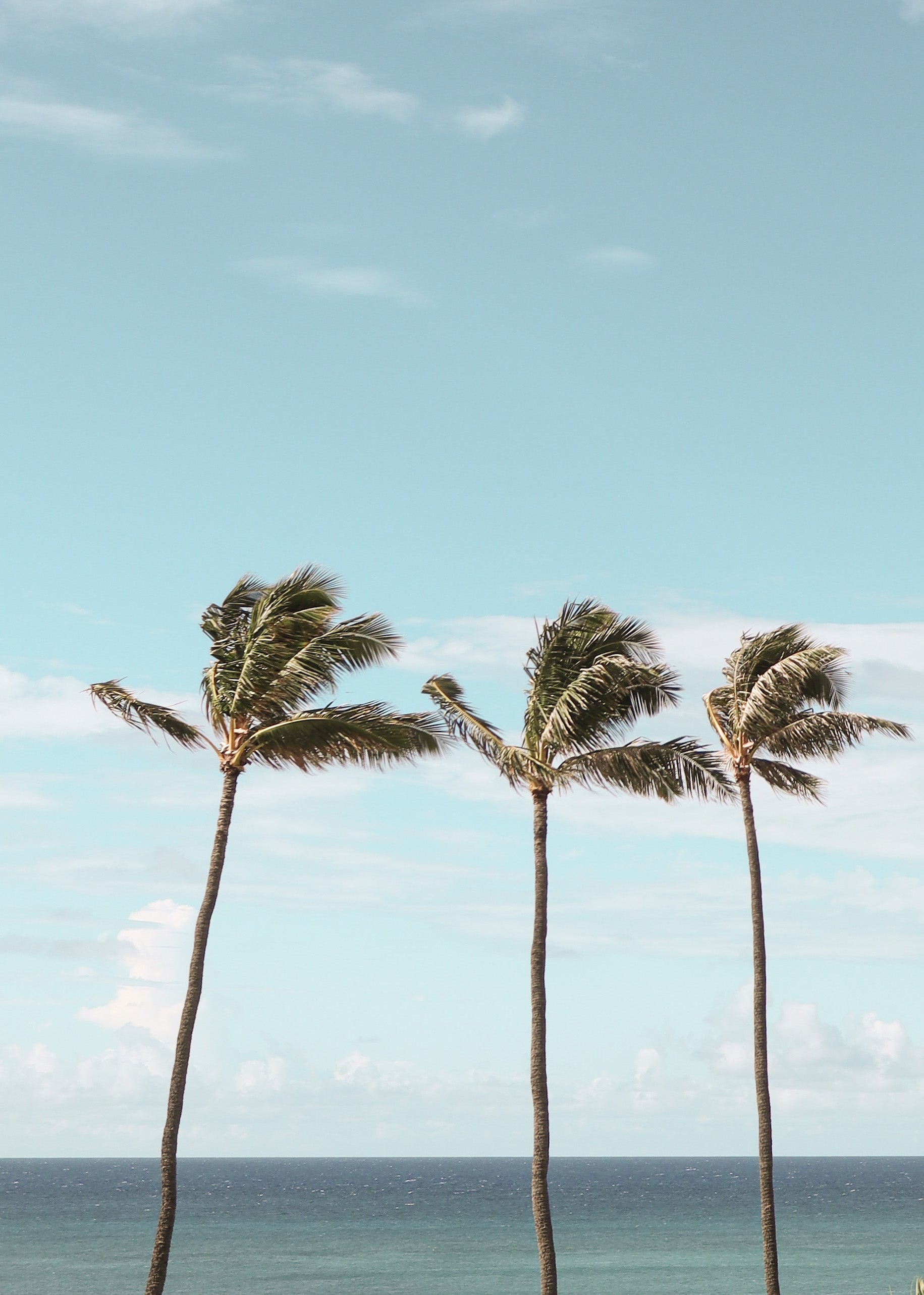 Three Little Palms - Hawaii | Fine Art Photographic Prints By Poppie Pack