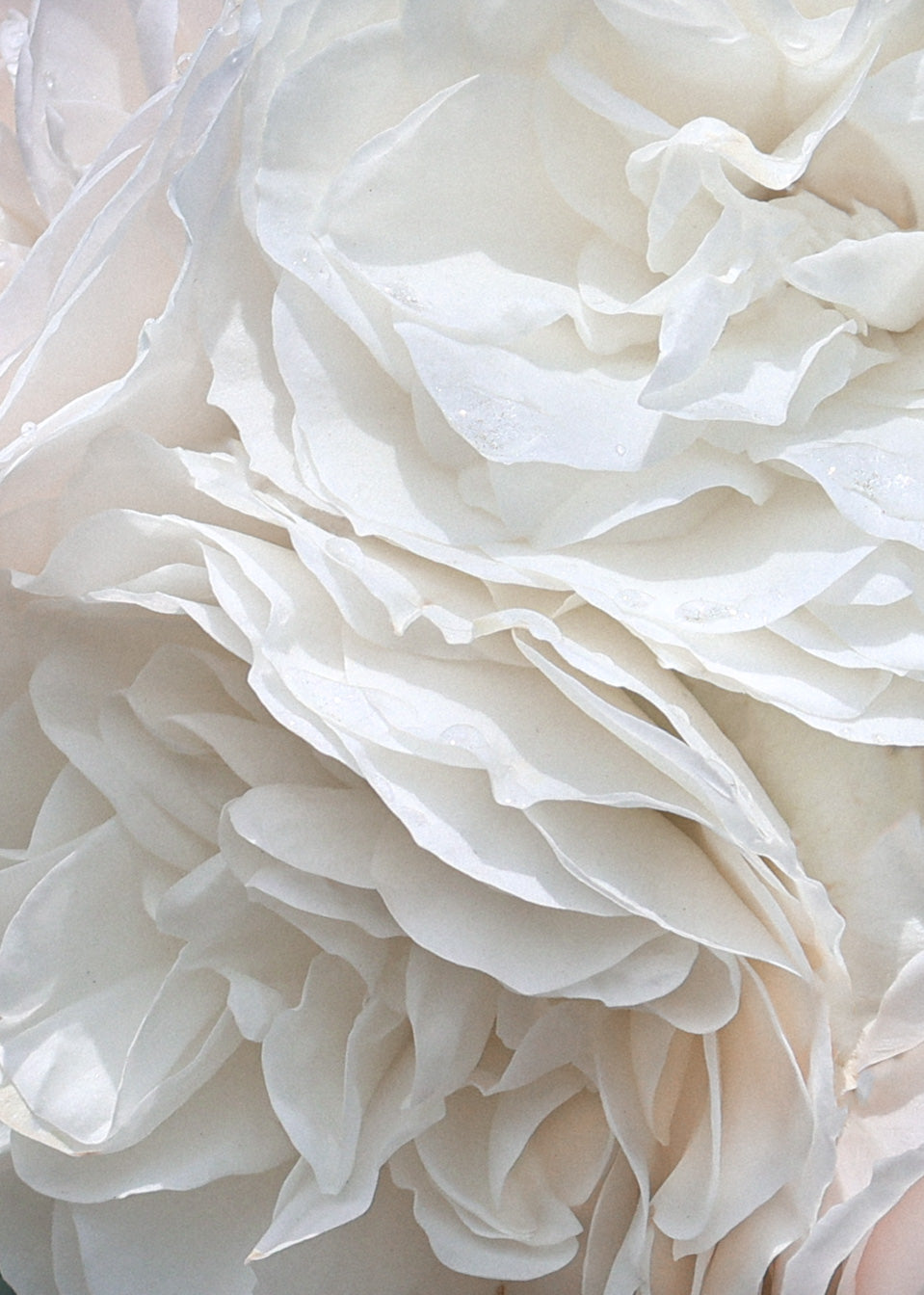 Crisp Cotton New Zealand | Fine Art Photographic Prints By Poppie Pack